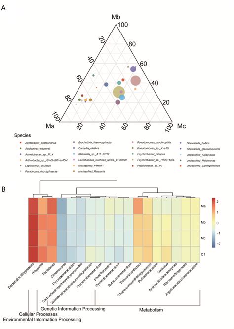 Comparison Of The Potential Effects Of Three Compound Probiotics On Growth Intestinal