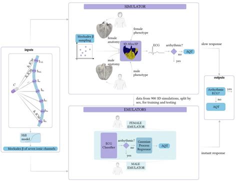 Alberto Zingaro On Linkedin Sex Emulators Cardiotoxicity Risk