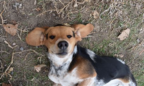 Blue Tick Beagle