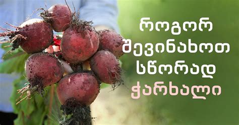 ეფექტური მეთოდები როგორ შეინახოთ გემრიელი ჭარხალი გაზაფხულამდე რჩევები ვივიენისგან