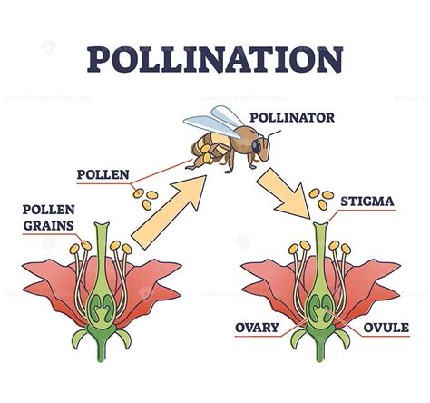 Pollination As Plant Reproduction And Vegetation Process Outline