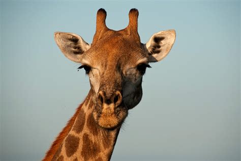 All Things Giraffe Southern Destinations