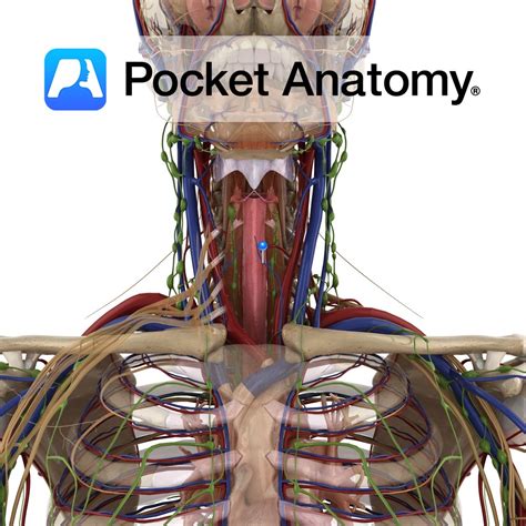 Inferior Thyroid Vein Pocket Anatomy