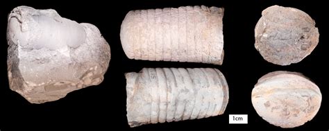 Cameroceras Inaequabile Atlas Of Ordovician Life