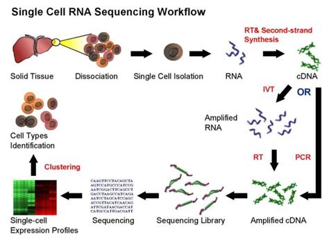 Github Turhancan97methods Of Clustering Single Cell Rna Sequencing Data Single Cell