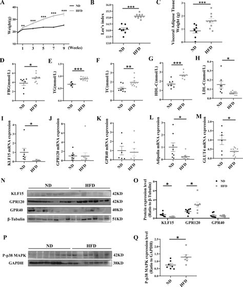 Mouse Models Of Obesity Was Constructed And Related Genes Expression Download Scientific