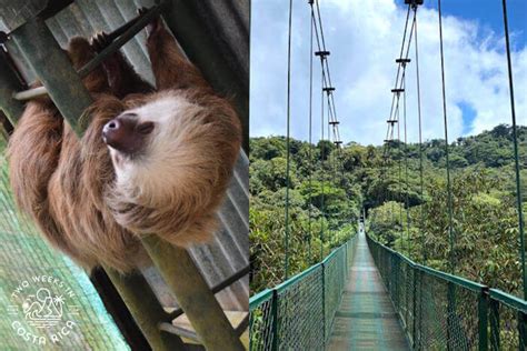 Selvatura Guided Hanging Bridges And Sloth Sanctuary From Monteverde