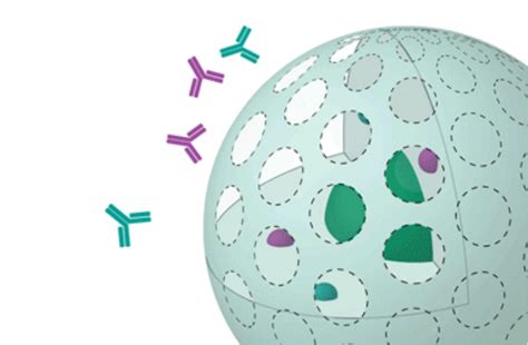 Cell Fixation And Permeabilization 주바이오디