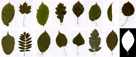 Leaf Recognition