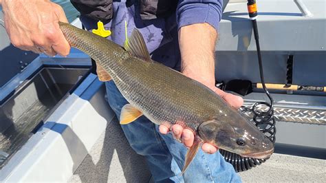 Bpa Dishes Out 13 Million To Anglers For Reeling In 140000 Northern