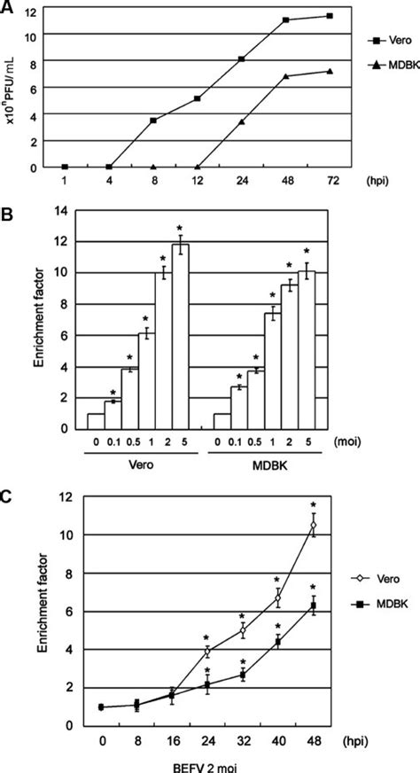 The Different Replication And Apoptosis Induction Kinetics In
