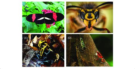 In Some Aposematic Species Warning Signals Are Also Used For