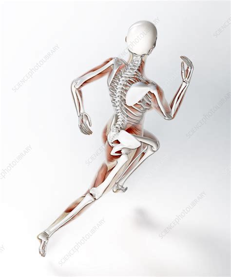 Skeleton Of Runner Artwork Stock Image F0097098 Science Photo