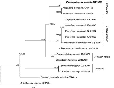 Phylogenetic Tree Generated From Bayesian Inference Based On Its Rdna