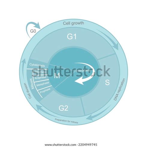 Cell Cycle Diagram That Including Important Stock Vector Royalty Free Shutterstock