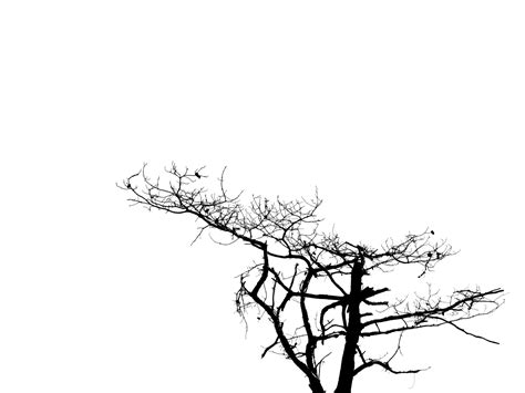 Free Simple Tree Outline Download Free Simple Tree Outline Png Images Free ClipArts On Clipart