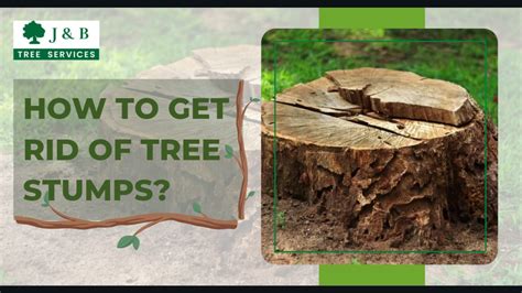 How To Get Rid Of Tree Stumps J B Tree Services