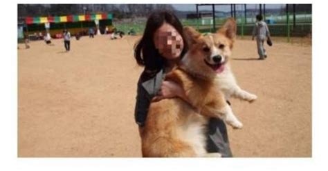 웰시코기 실제 크기 ‥