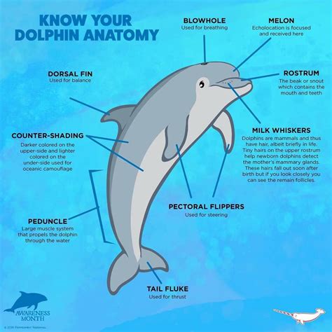 What Does Dolphin Coated Mean At Jai Reading Blog