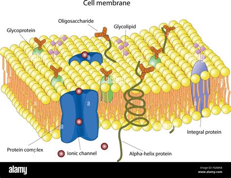 Structure Of The Cell Membrane Stock Vector Art Illustration Vector Image 96115023 Alamy
