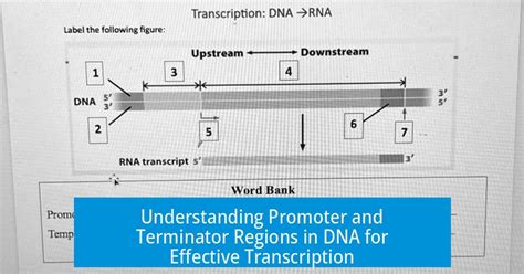 Understanding Promoter And Terminator Regions In Dna For Effective
