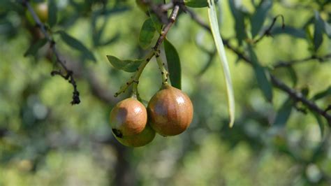 A Guide To Australian Native Nuts Australian Macadamias