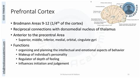 Cerebral Cortex Functional Areas Pdf Brain And Nervous System Disorders Diseases And