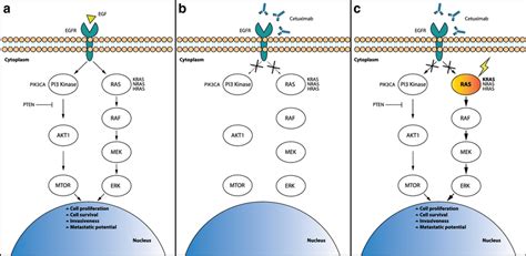 An Illustration Of The Role Of Genetic Mutational Status In Treatment