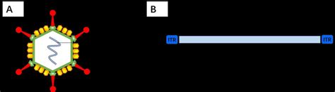 Schematic Of The Adenovirus Genome And Adenovirus Based Vectors A