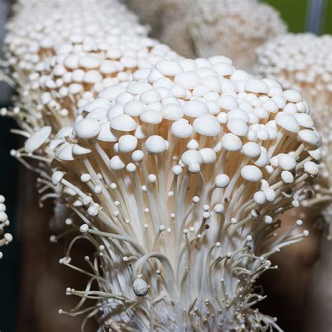 Enokitake Enoki Mushroom Grain Spawn 1 Lb Ready To Use