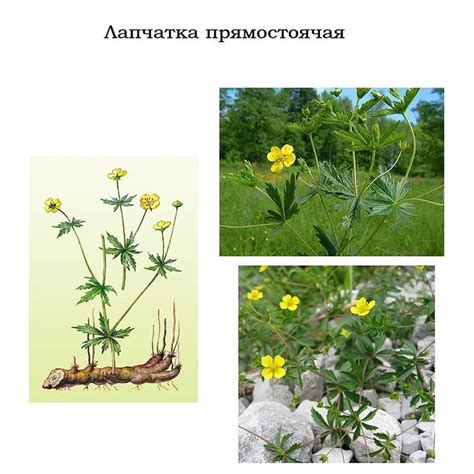Лапчатка | Елена Корнилова