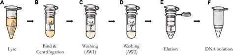 Dna Extraction Process Using Qiaamp Dna Mini Kit A Lysis Of Sample Download Scientific