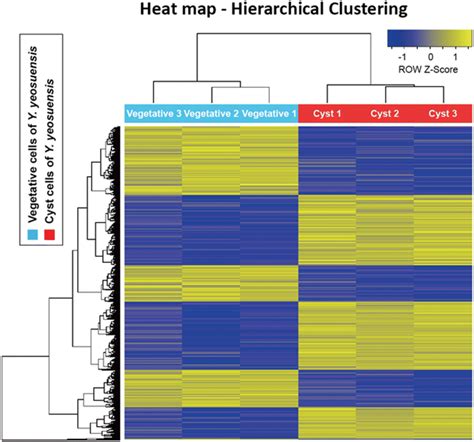 heat map of the two way hierarchical clustering using the expression