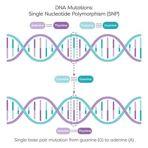 Single Nucleotide Polymorphism Snps Dna Mutation Diagram 57365001