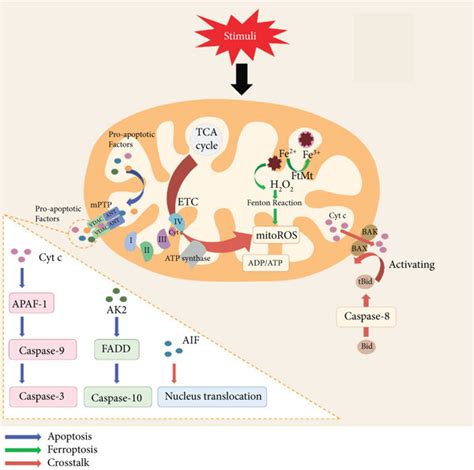 Role Of Mitochondria In Apoptosis And Ferroptosis Download