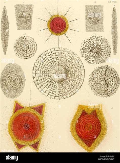 A Monograph From 1862 Detailing Radiolaria Rhizopoda Radiaria A