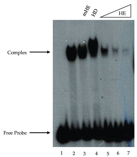 Fission Yeast Whole Cell Extracts Contain A Homole Box Binding Protein