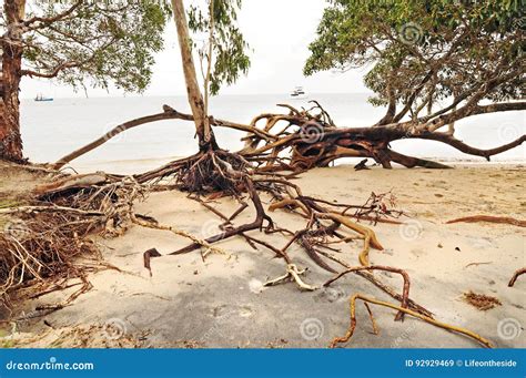 Uprooted Trees And Beach Erosion After Tropical Cyclone Hits Island Stock Image Image Of