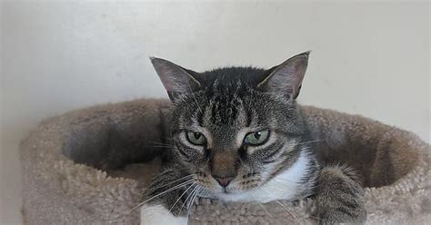 Sargent Pepper Doing His Best Monty Python Impression Album On Imgur