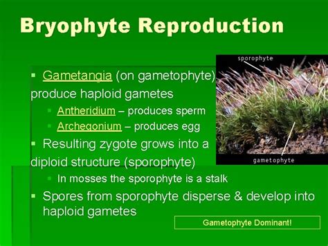 Plants Reproduction Part 1 Lecture 15 Bryophytes Pteridophytes
