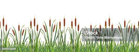 테두리 이음매없는 늪 갈대 풀의 키 큰 야생 덤불입니다 호수 식물의 스트립 갈대속 벼과에 대한 스톡 벡터 아트 및 기타 이미지 갈대속 벼과 풀 벼과 0명 Istock
