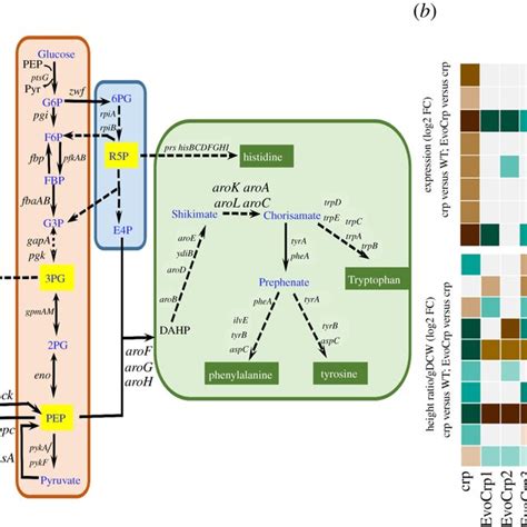 Integrated Transcriptomics And Metabolomics Analysis At Glycolytic And