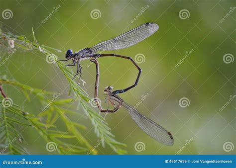 Dragonfly Valentine Stock Image Image Of Intercourse 49517659