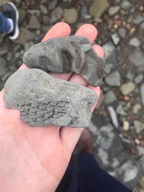 Pre History Trip Joggins Fossil Cliffs