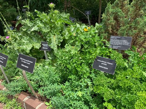 Growing Beer Garden Plants All Seasons Ready