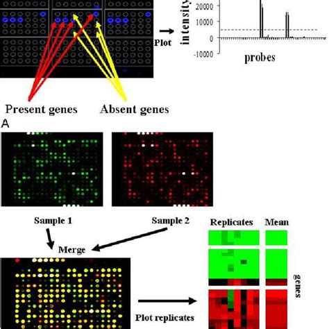 gene detection and gene expression microarrays a gene detection