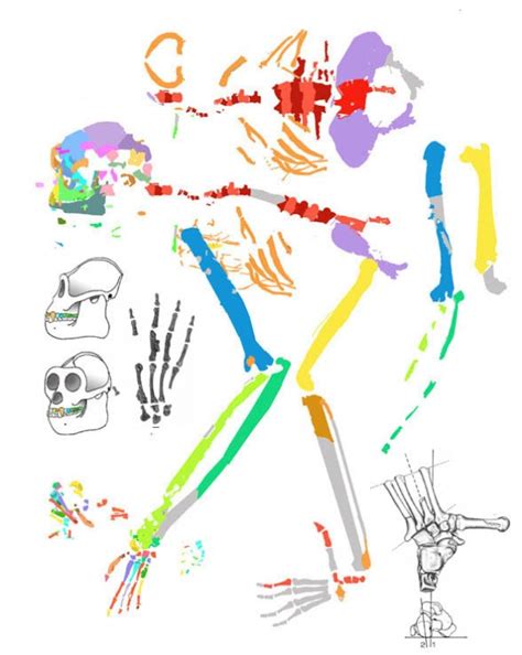 Oreopithecusrecon588 The Pterosaur Heresies