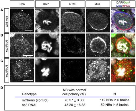 Ns3 Rnai Nbs Have Abnormal Cortical Polarity A Wild Type