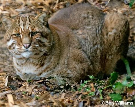 Asiatic Golden Cat Iucn