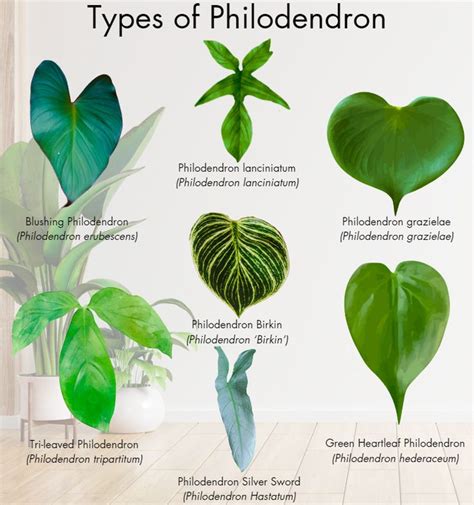 30 Stunning Types Of Philodendron Varieties To Grow Indoor Pics Care Tips 30 Stunning Types Of Philodendron Varieties To Grow Indoor Pics Care Tips